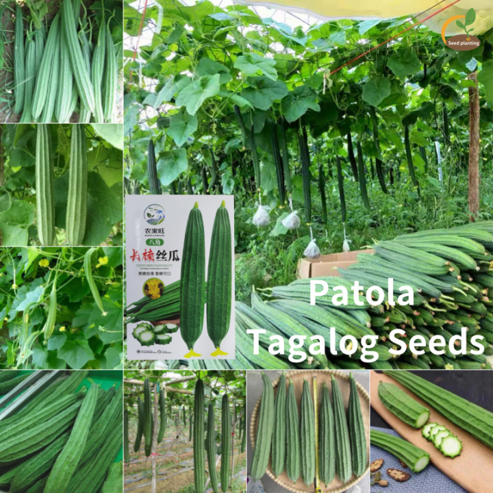ผลผลิตสูง เมล็ด Patola Tagalog สำหรับการเพาะปลูก (10 เมล็ด) เมล็ดพืชผัก ...