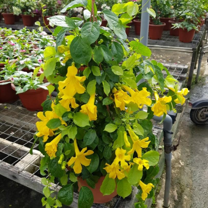 Kelutut Suka / Cat's Claw Ivy (Dolichandra unguis-cati) - Pokok Hidup ...