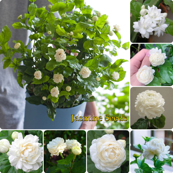 10PCS White Jasmine Seeds for Planting Benih Bunga Potted Garden ...