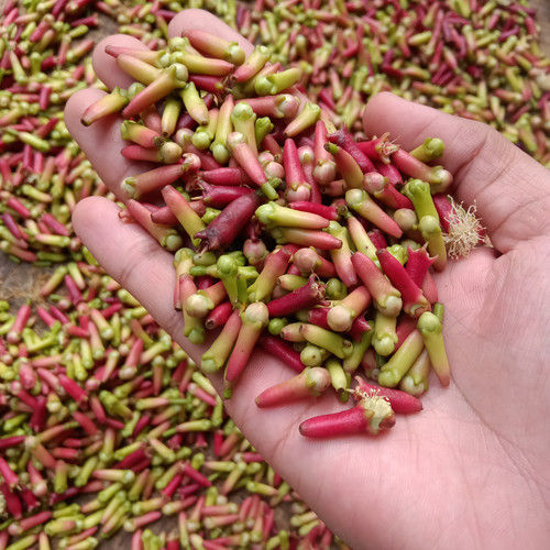 Jual cengkeh basah segar 1 kg ( udah hasil metik ) | Lazada Indonesia
