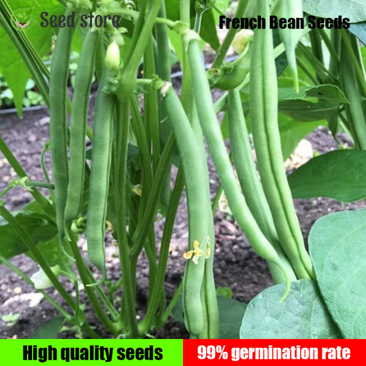 [Easy to grow in Philippines] Organic Kidney Bean Seeds for Planting ...