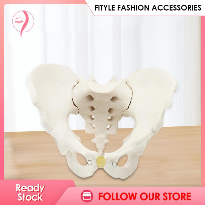 Fityle Life Size Male Pelvis Model Medical Science Model Study Male ...