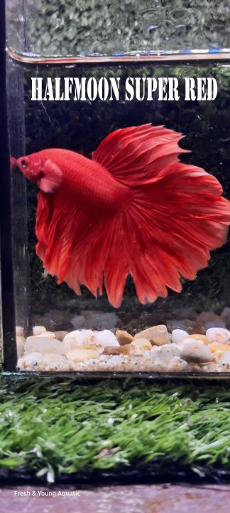 Halfmoon Super Red - Normal grade / betta fish / ikan laga / small pets ...