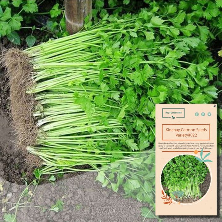 Kinchay Catmon Seeds, Vegetable Seeds | Lazada PH