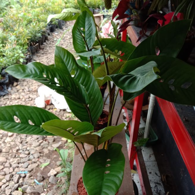 TANAMAN HIAS MONSTERA RAPHIDOPHORA FORAMINIFERA | Lazada Indonesia
