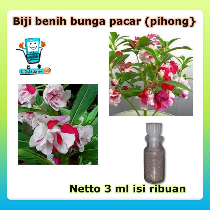 biji benih bunga pohon pacar air /pohon pihong 3 ml | Lazada Indonesia
