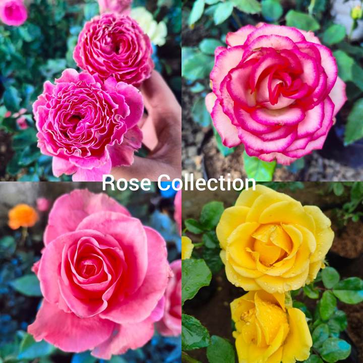 Rare Rose Collection (Live Plant - Limited Stocks) with FREE garden ...