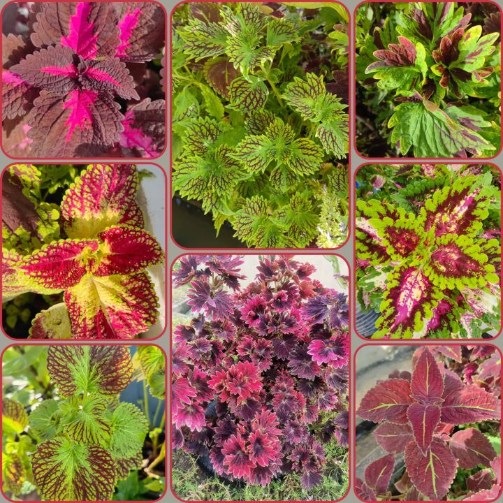 1 keratan pokok ati-ati / Scarlet Wizard coleus | Lazada