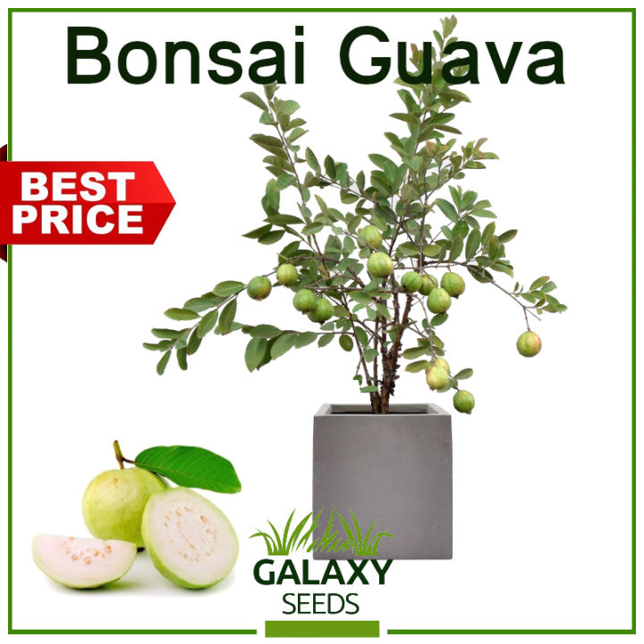 [Galaxy Seeds] Value Pack - Bonsai Guava Seeds for Planting Vegetable ...