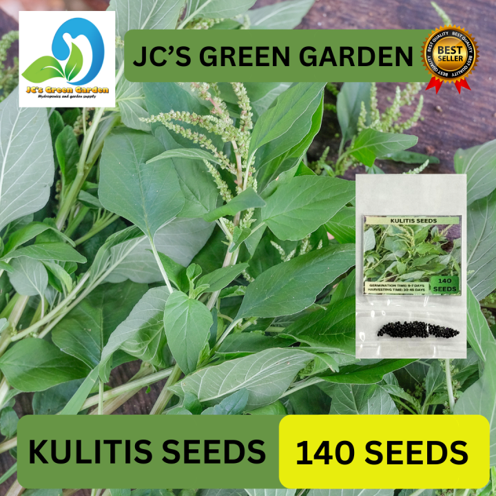(140 SEEDS) KULITIS SEEDS/KOLITIS/EASY TO GROW/EASY TO PLANT/FOR ...