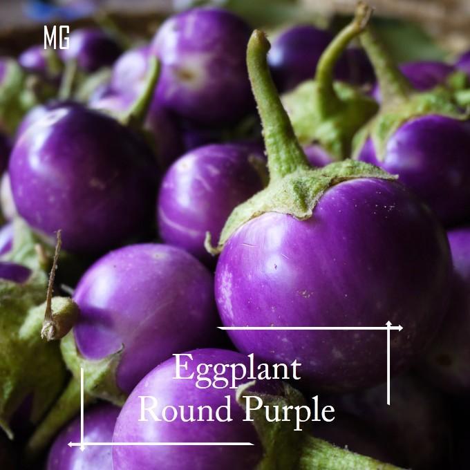 Round Purple Eggplant Seeds - *Pot Friendly* Tanam Pasu, Benih Terung ...