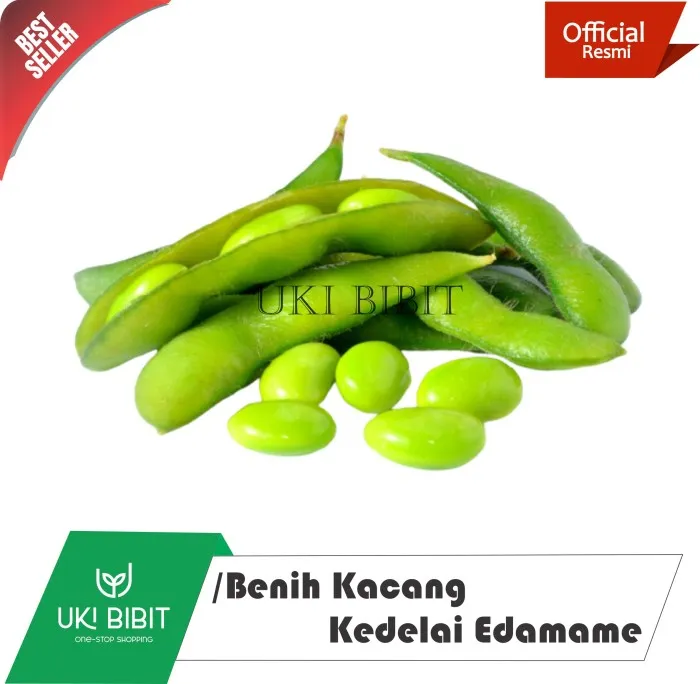 ( 10 Butir ) Benih Biji Edamame | Kacang Kedelai Jepang Jumbo | Lazada ...