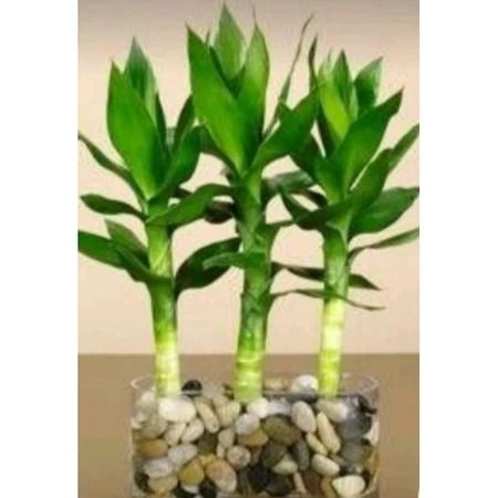 Bambu Hoki Sri Rejeki Jumbo 3 pcs | Lazada Indonesia