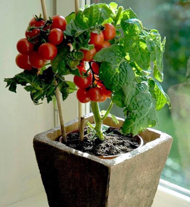 Tini Tim Cherry Tomato | Lazada PH