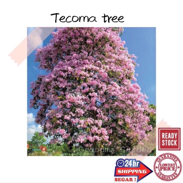 (GG real plant) tecoma ^ pokok hidup pokok tadah langit hiasan luar ...