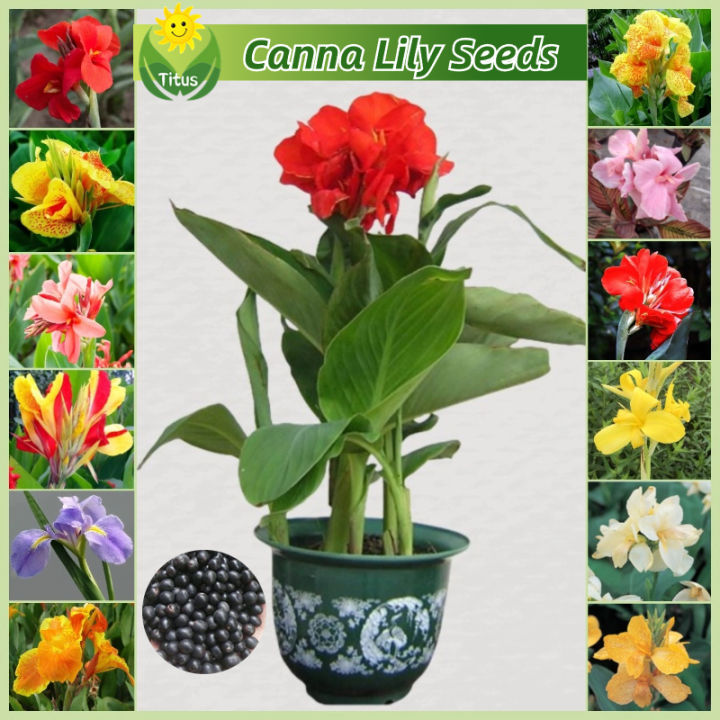 100% Legit Fresh Canna Lily Seeds Flower Seeds for Planting & Gardening ...