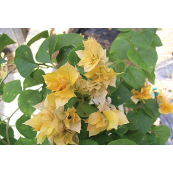 Dituai Segar 5 Biji Benih Bunga Kertas Aussie Gold (Yellow ...