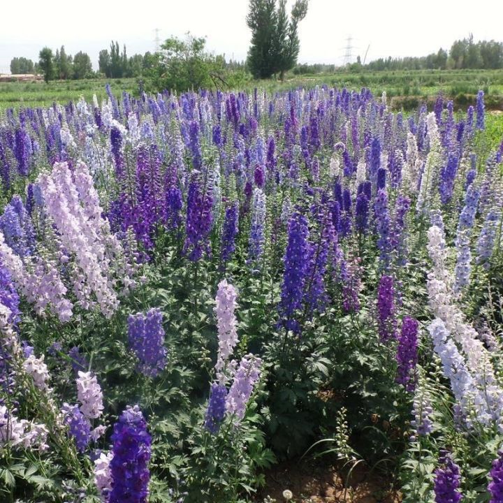 50 seeds (not live plants) Biji Benih Bunga Delphinium Grandiflora ...
