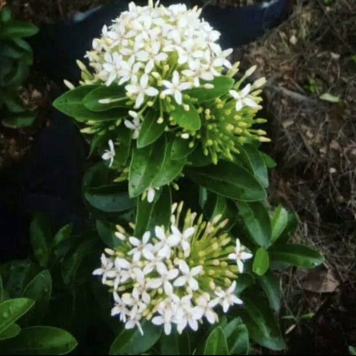 Pohon Bunga Asoka Putih - Tanaman Hias Soka Putih | Lazada Indonesia