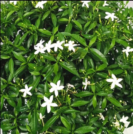 MDC-Pokok Bunga Jasmine Renek / Ervatamia Dwarf Plant / 狗牙花 / Pokok ...