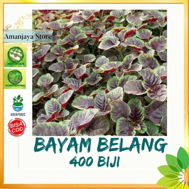 Benih BAYAM BELANG - bayam Batik loreng 400 biji | Lazada Indonesia