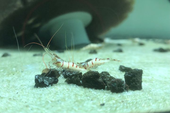 【Su's Aquatic】SNOW ZEBRA SULAWESI SHRIMP - 雪蘇蝦 【 #PDSA8273 】 | Lazada