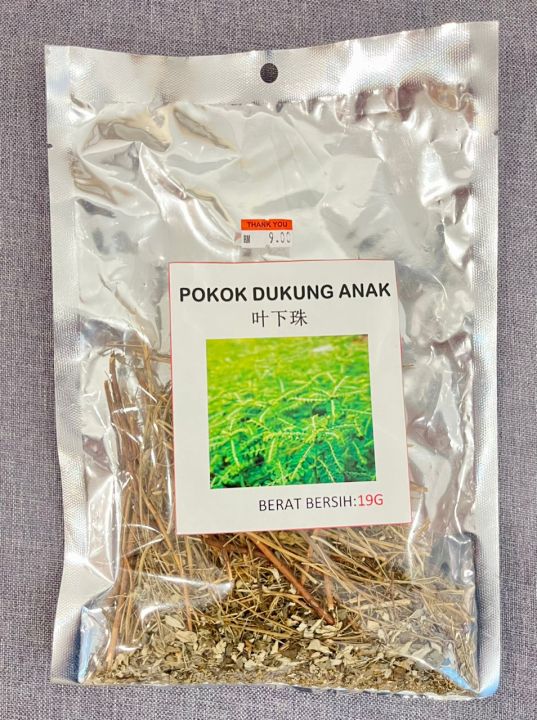 叶下珠 Pokok Dukung Anak | Lazada