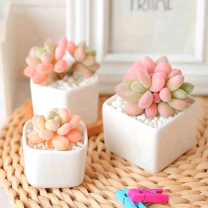 Small Pebbles stone pure white (GARDEN & AQUARIUM FISH TANK ) | Lazada PH