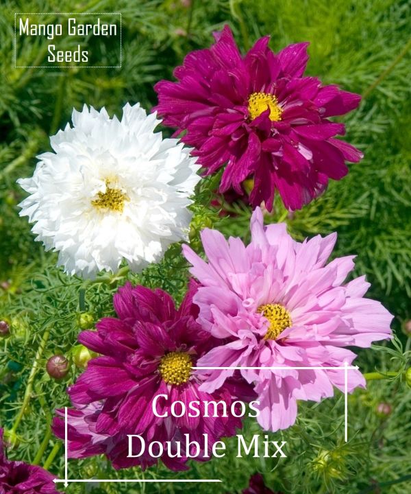 Double Petal Cosmos Mix Flower Seeds - 50 Seed *Pot Friendly* Tanam ...