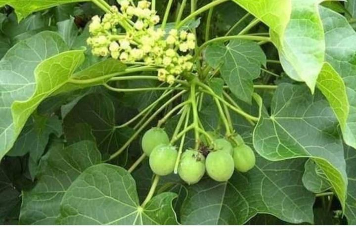 Tuba Tuba plant Seeds | Lazada PH