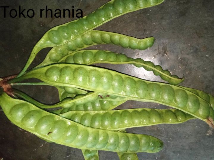 petai super tua dan fresh isi 10 papan | Lazada Indonesia