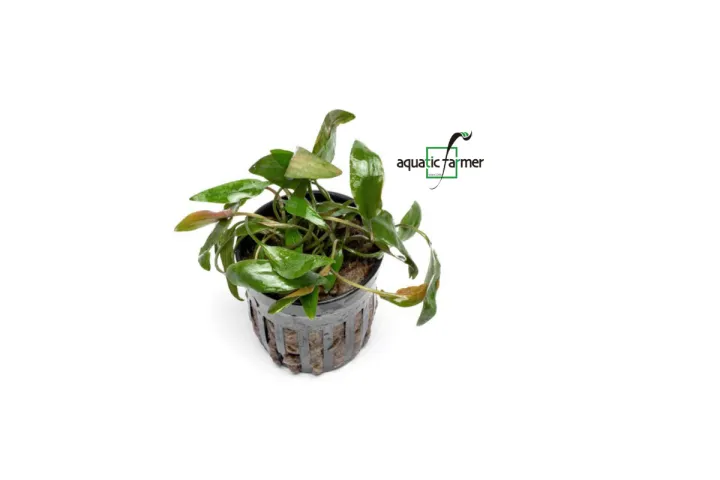 [SG READY STOCKS Live Aquatic Plant] Cryptocoryne Beckettii Potted by ...