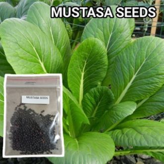 Mustasa seeds - 1pack 200 seeds | Lazada PH
