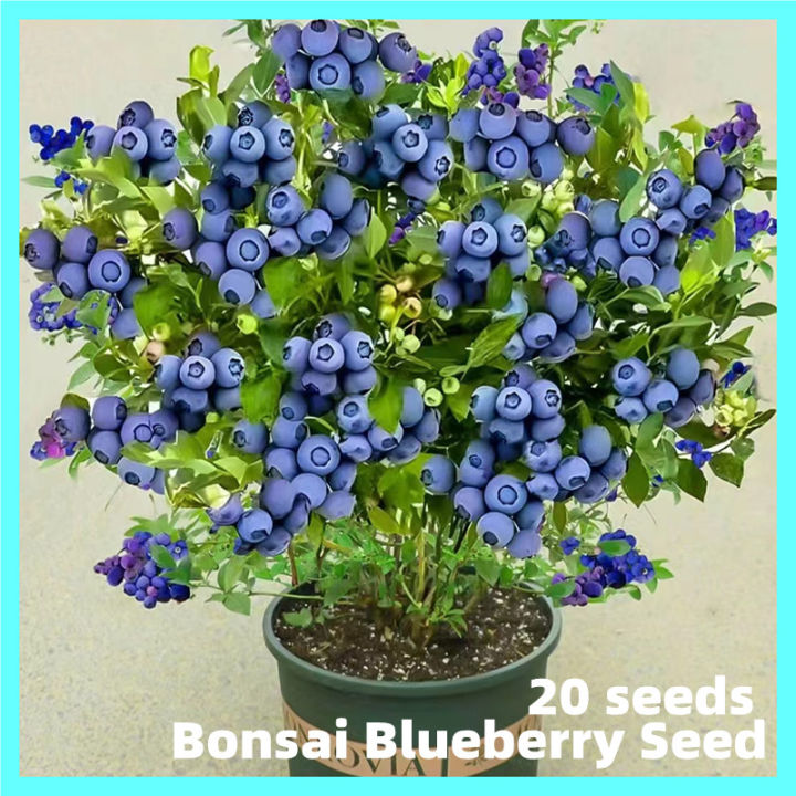 [Fast Growing] 100% Original Edible Bonsai Blueberry Seeds Dwarf（20 ...