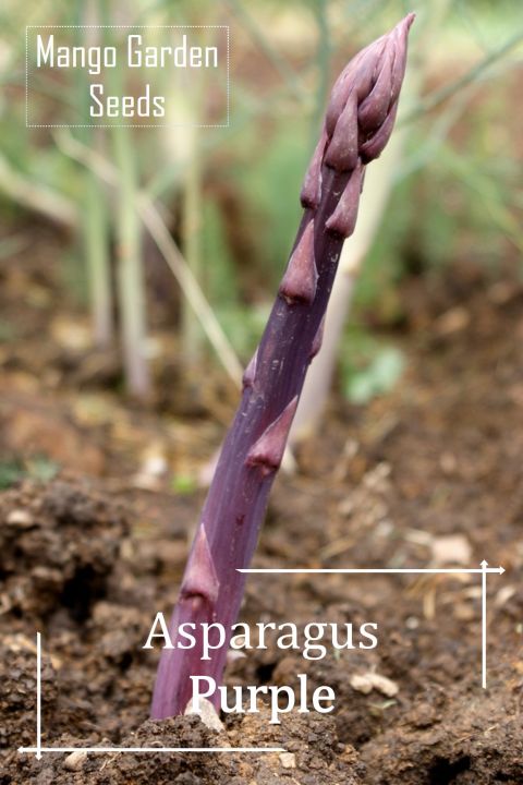 *Rare* Purple Asparagus Seeds - 5 Seed *Pot Friendly* Tanam Pasu ...