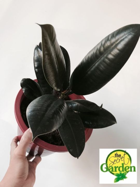 Rubber Tree Black Prince with FREE clay pot, pebbles and garden soil ...
