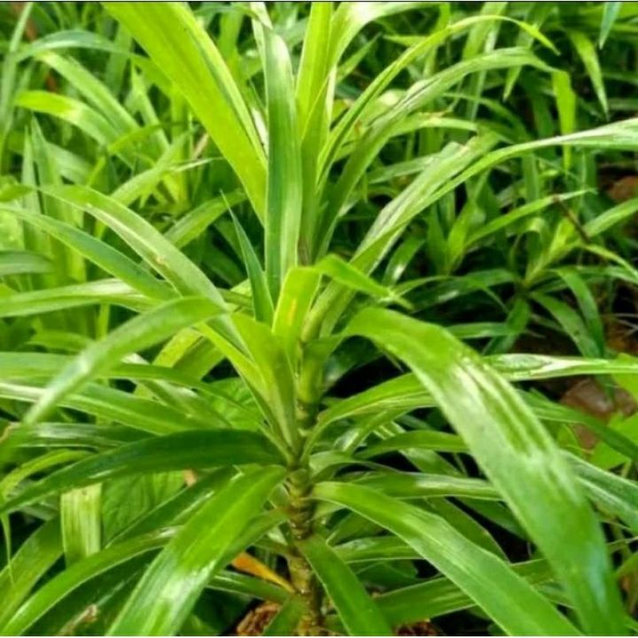 Tanaman hias suji - Pohon suji/sugih pewarna makanan alami | Lazada ...