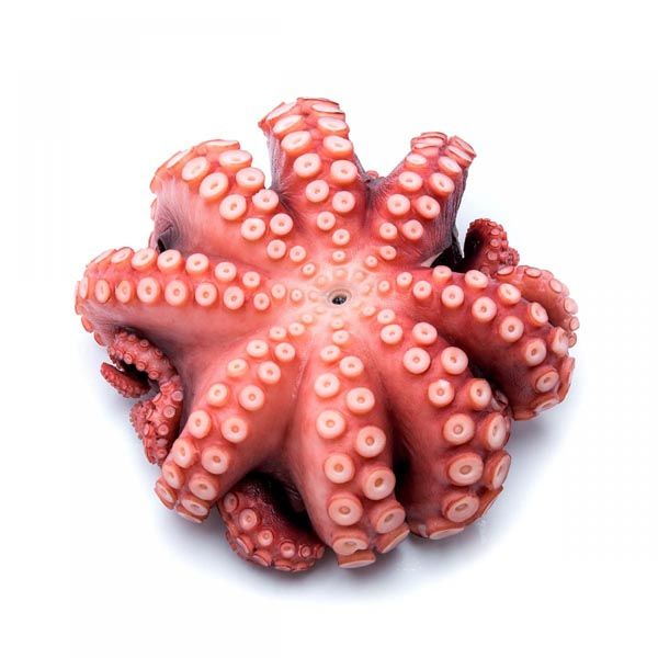 FROZEN WHOLE TAKO OCTOPUS | Lazada