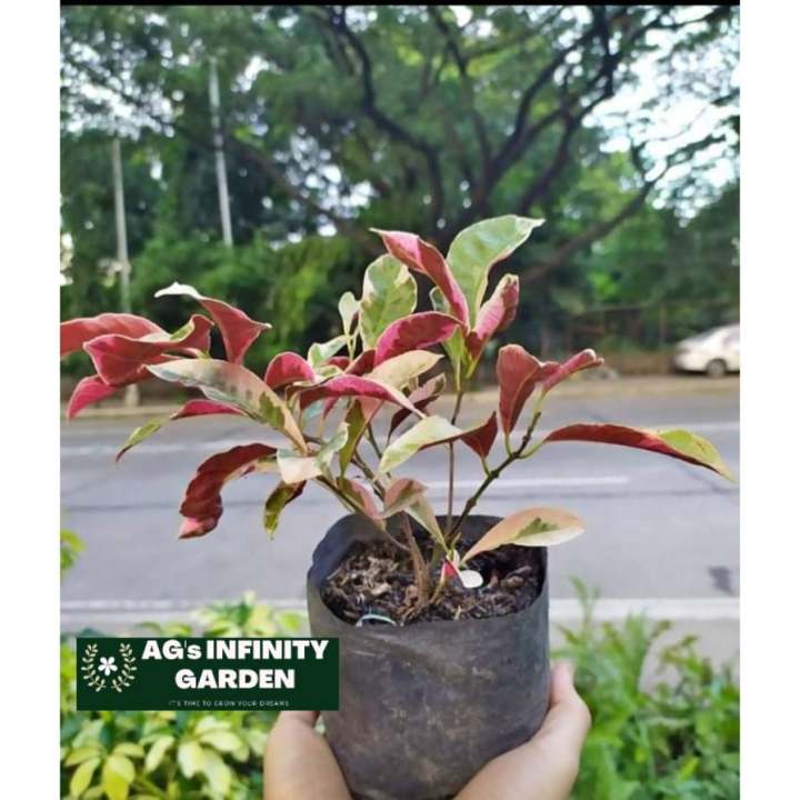 Chinese Croton 'PICARA' Live Plants ( Air Purifying Plant ) with FREE ...