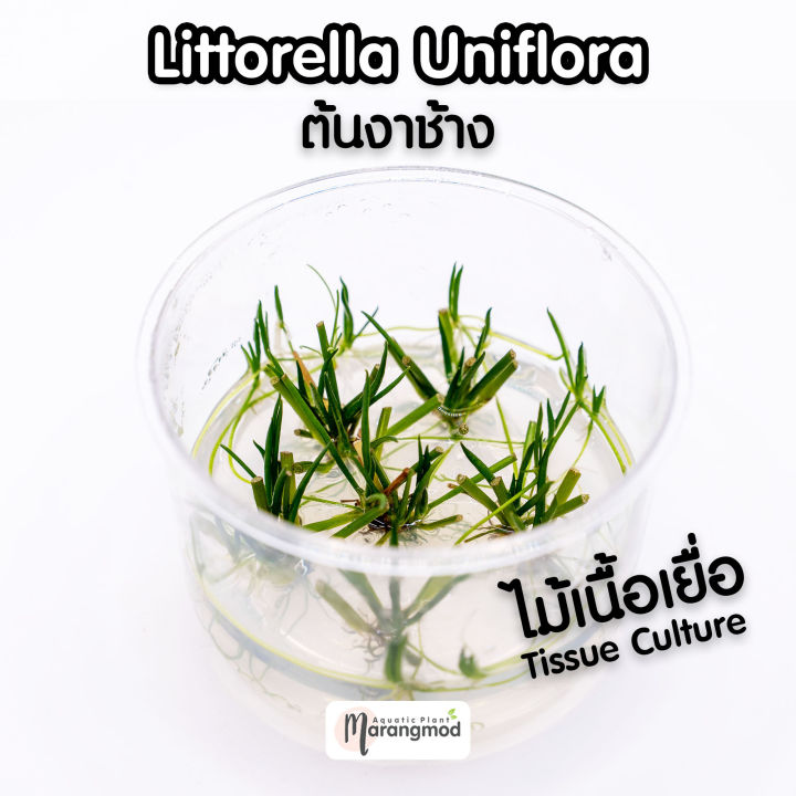 Littorella Uniflora : ต้นงาช้าง (ไม้เนื้อเยื่อ Tissue Culture) | Lazada ...