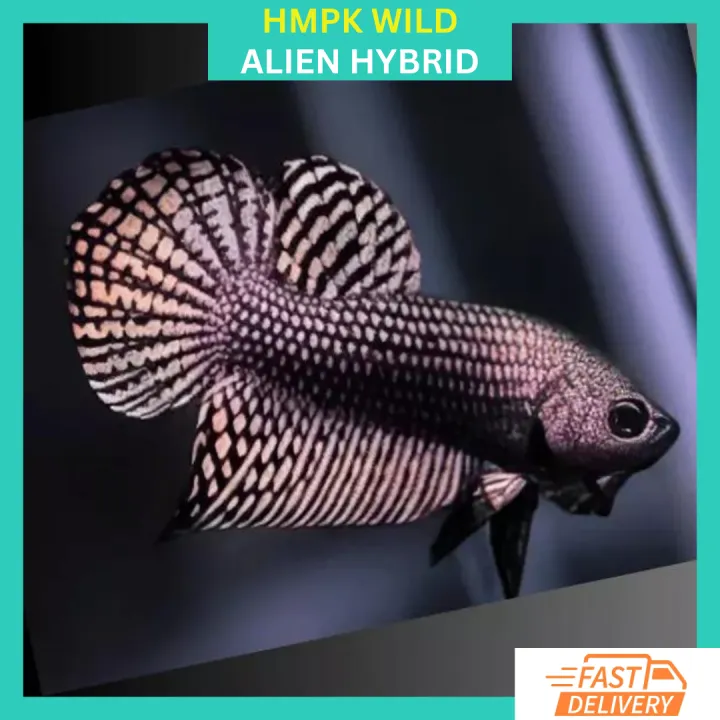 RFA Wild Betta Alien Hybrid betta / Ikan Laga Wild Betta Alien Hybrid ...