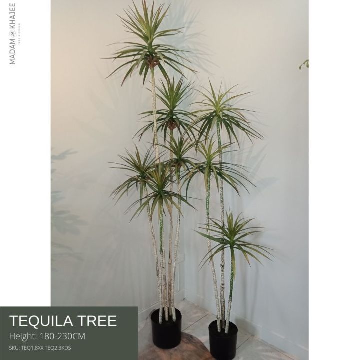 Tequila Tree 180-230 cm.ต้นเตกีล่า เกรดพรีเมี่ยม | Lazada.co.th