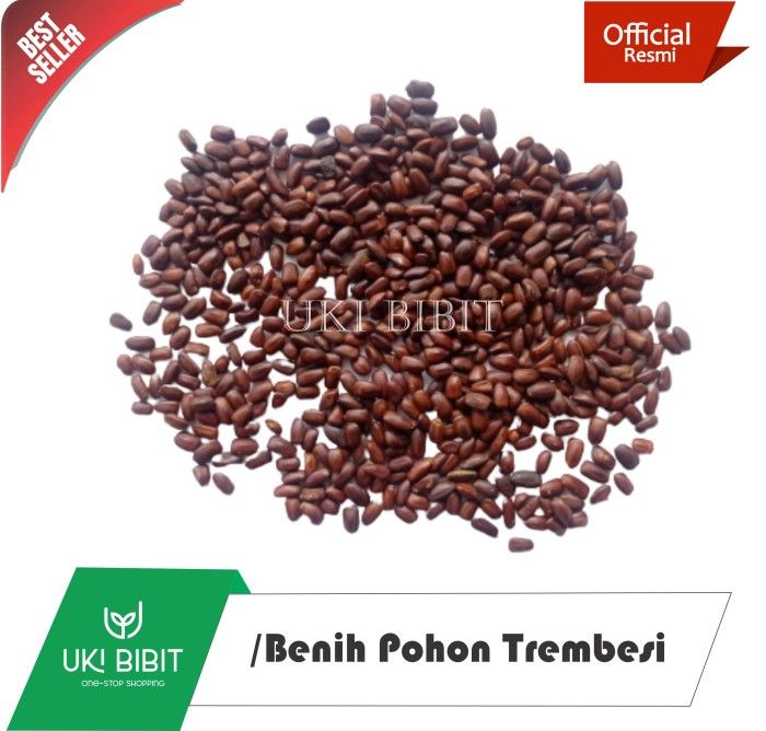 ( 100 Butir ) Benih Pohon Trembesi / Samanea saman (jacq.)(Merr ...