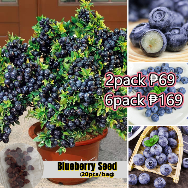 100pcs Edible Blueberry Tree Seeds Sweet Fruit Seeds for Planting Fruit ...