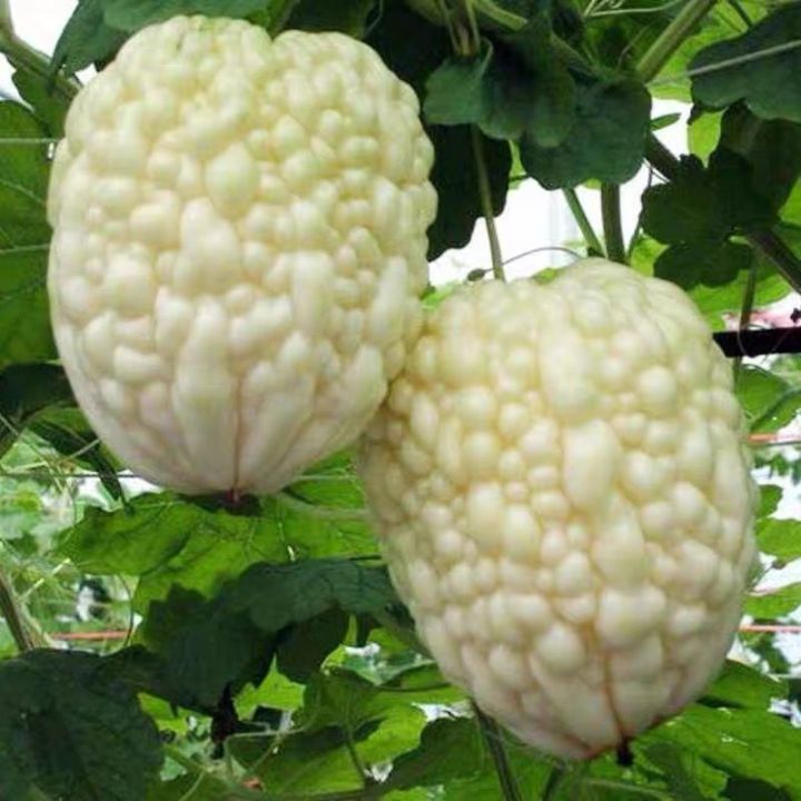 Benih Taiwan Peria Epal Putih / Taiwan Bitter Gourd Seeds / 台湾白苹果苦瓜 ...
