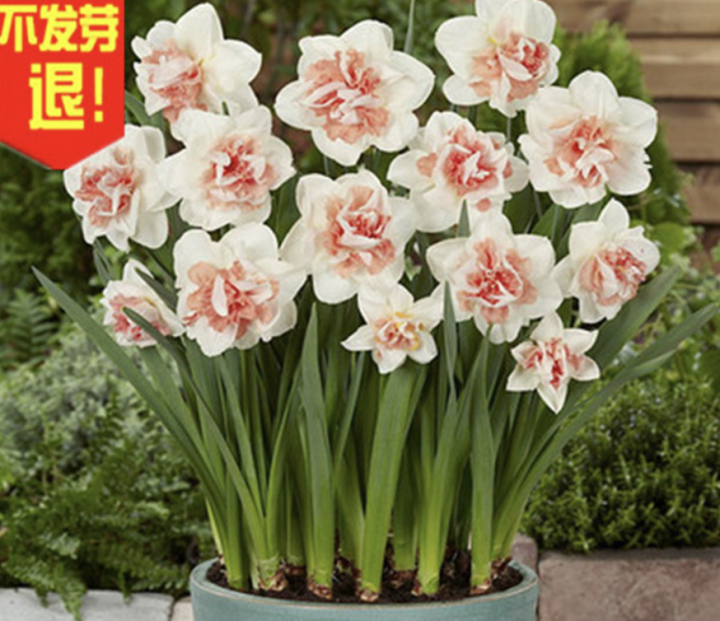 Malaysia Stock 100pcs daffodil flower seed ball, soil culture, water ...