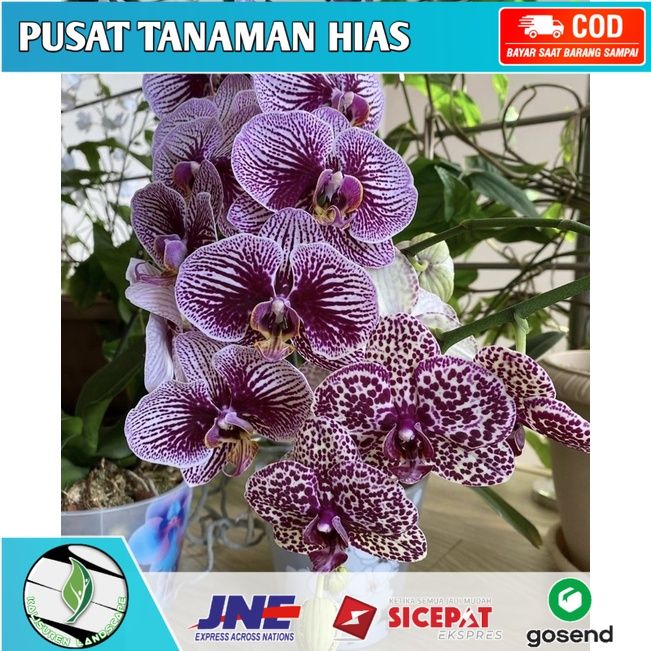 Seedling anggrek dendrobium black stripes / Bunga Anggrek hidup ...