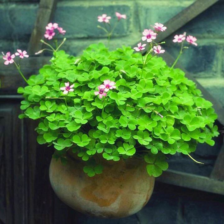 【Ready Stock】 Biji Benih Bunga Semanggi Flower seeds Lucky Grass 花种子 ...