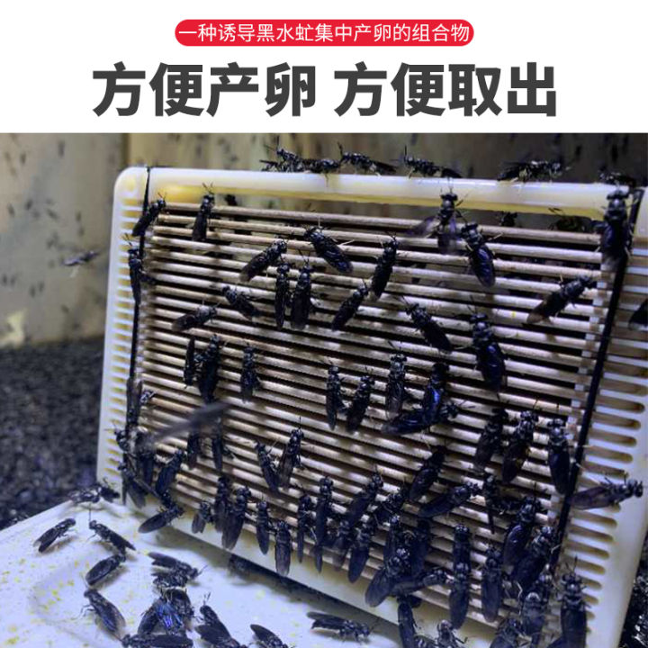 Black hydra ovipositor insect larva incubator for cultivating eggs ...