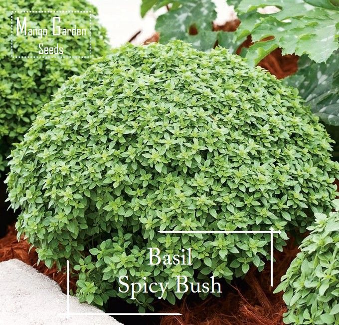 *Dwarf* Spicy Bush Basil Herbs Seeds - 100 Seed *Pot Friendly* Tanam ...